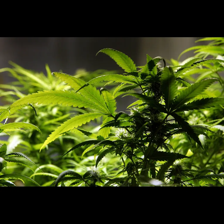Earliest Evidence Of Weed Smoking Discovered In Ancient Tomb