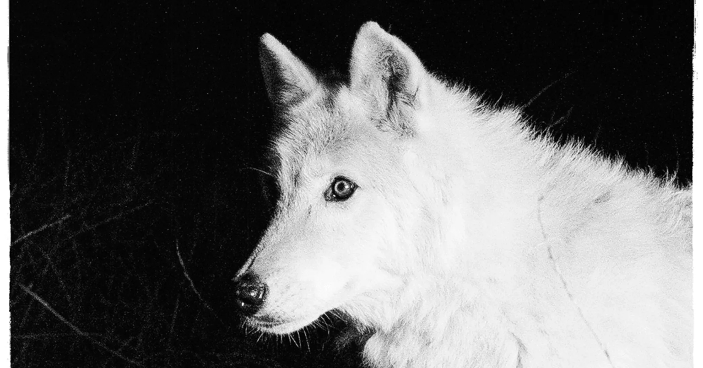 Zacari Continues To Shine On Sultry New Single "Lonewolf Still"