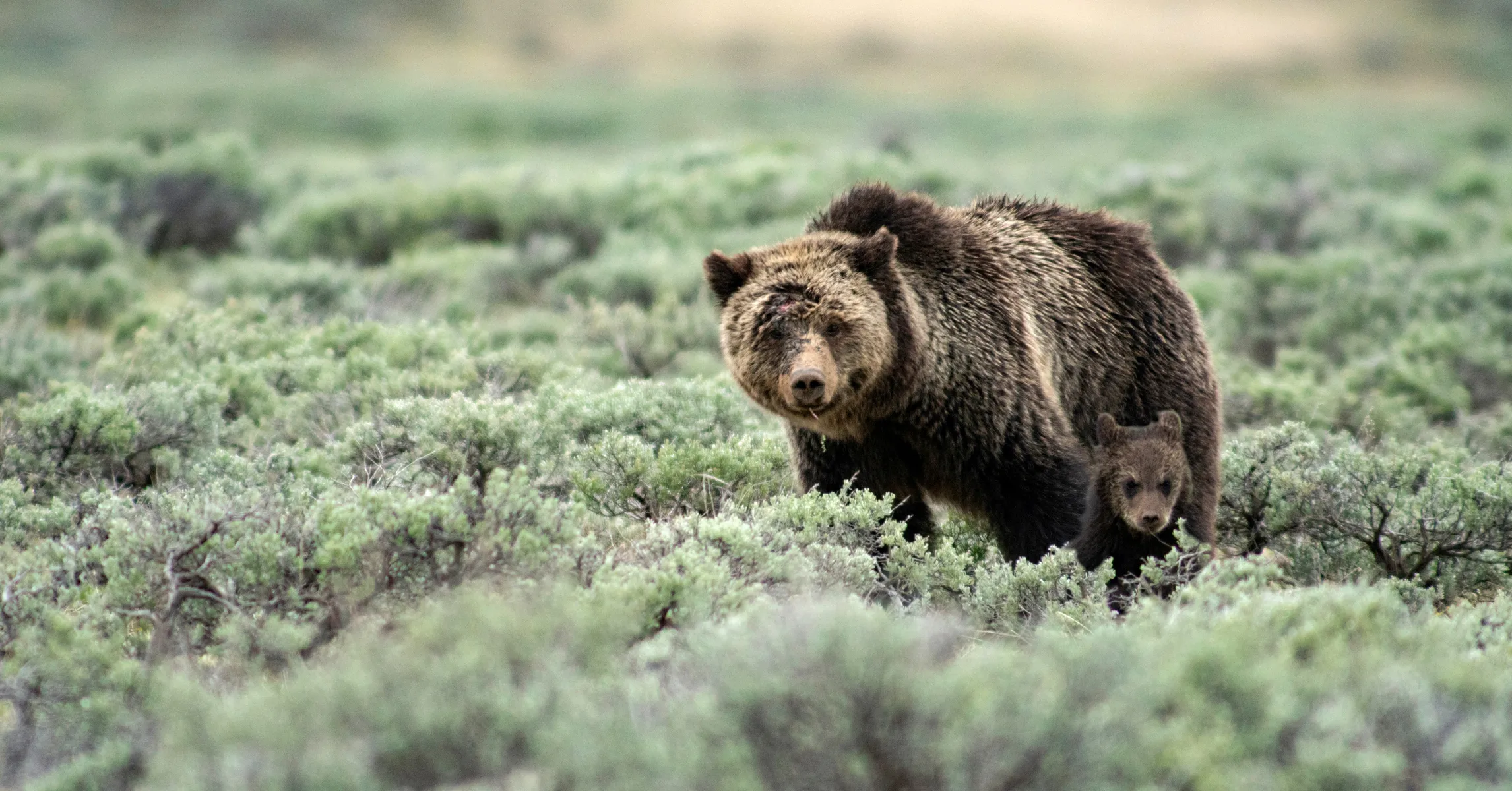 Grizzly Bear Mauls Lone Hiker In Yellowstone National Park