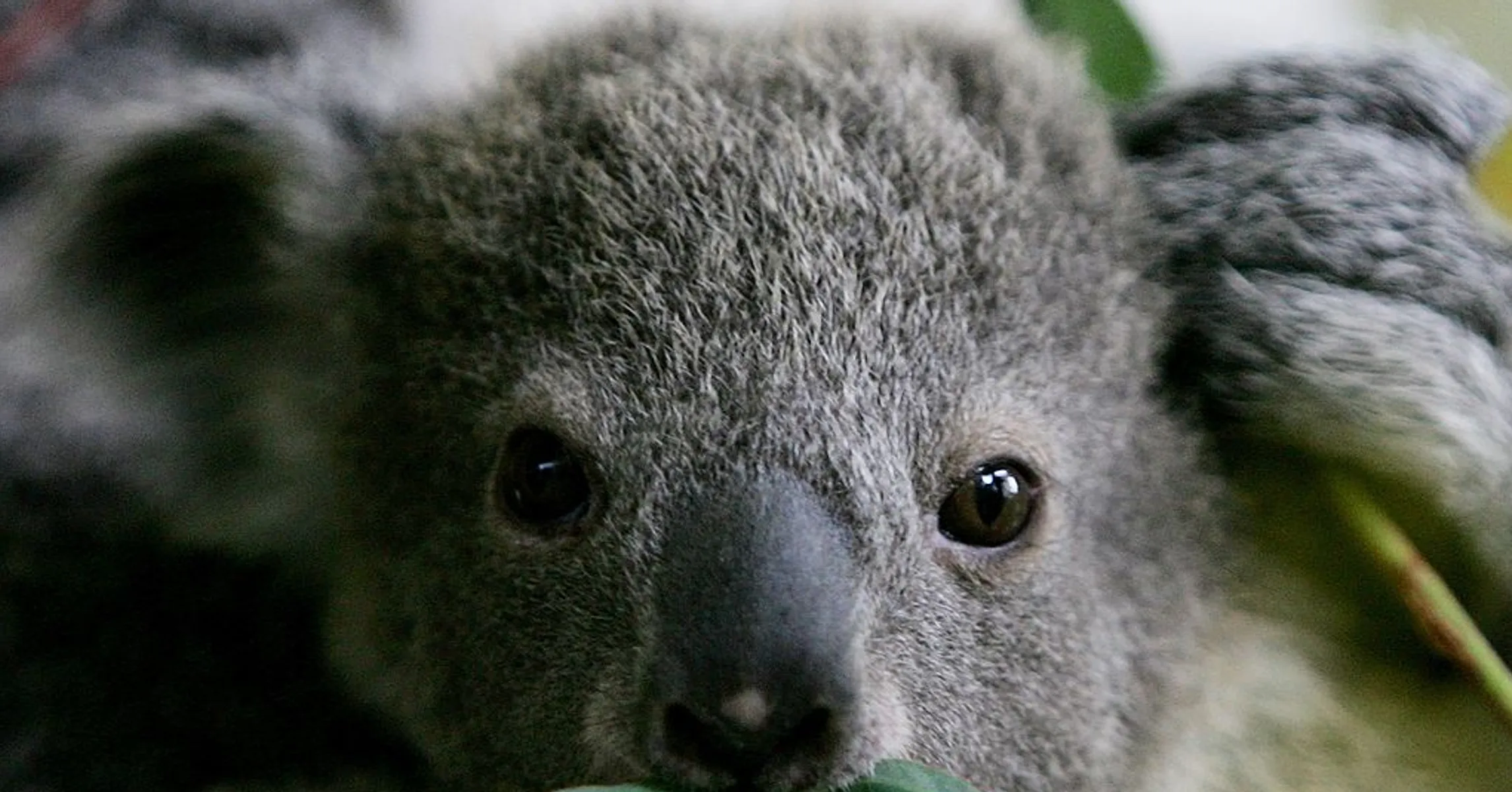 Koalas Projected To Become Extinct In NSW Before 2050