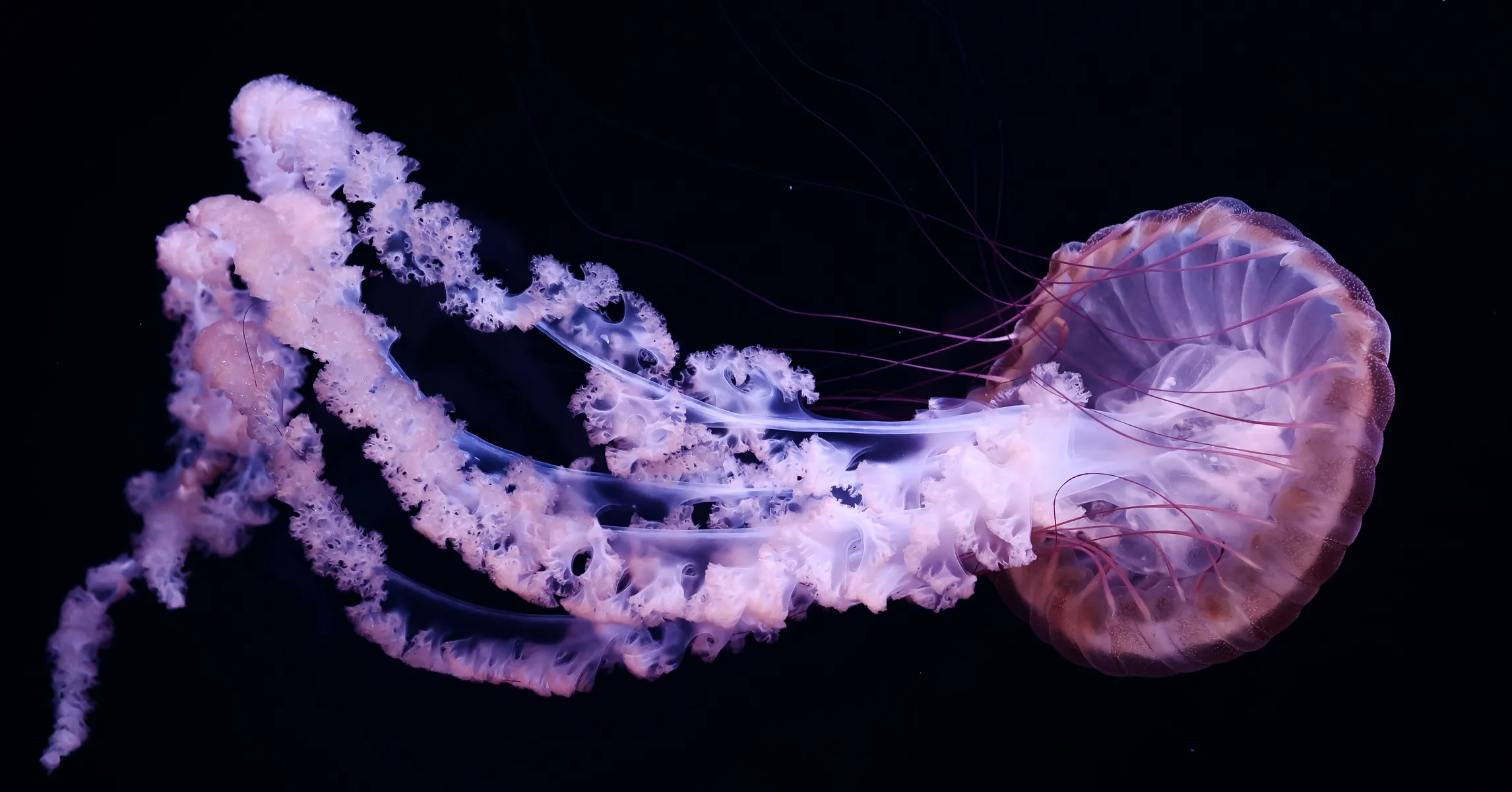 Divers Capture Rare Human Sized Jellyfish On Camera