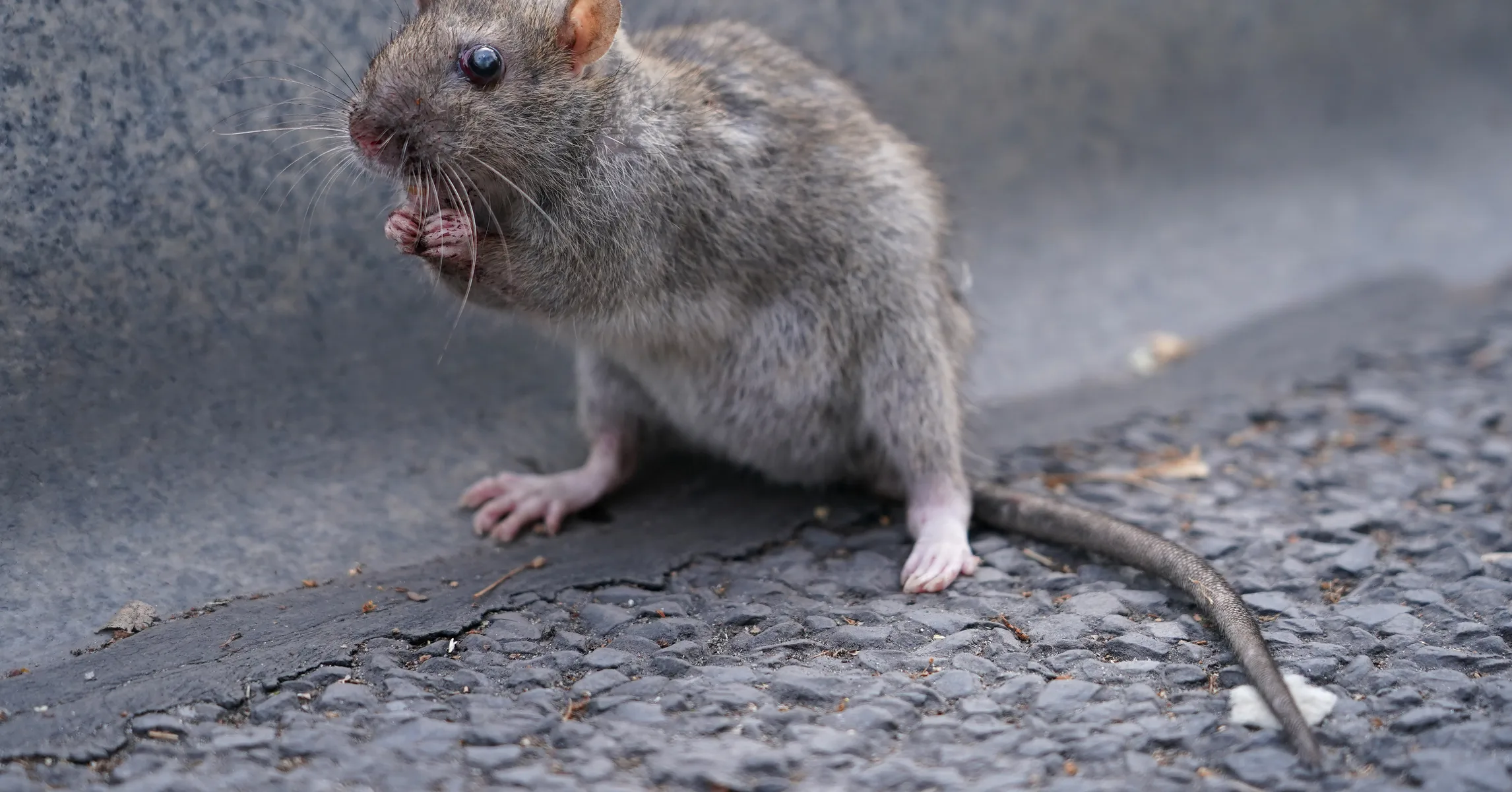 Rodent Complaints Rise As NYC Restaurants Reopen, Rat Hunters Respond