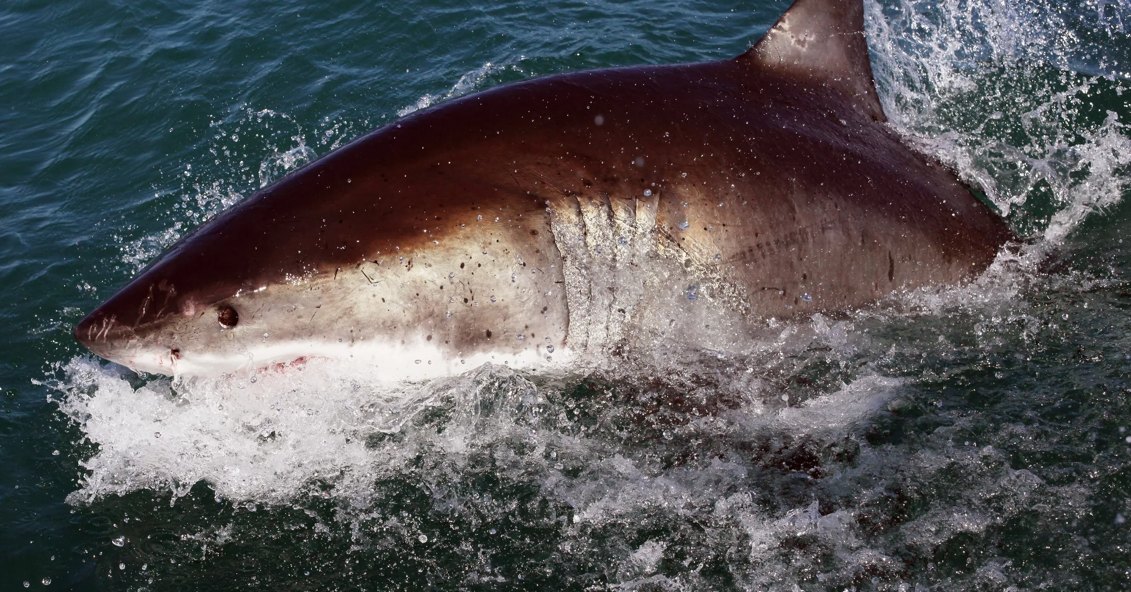 "Jackass" Star Bit By Shark After Botched Stunt For "Shark Week"